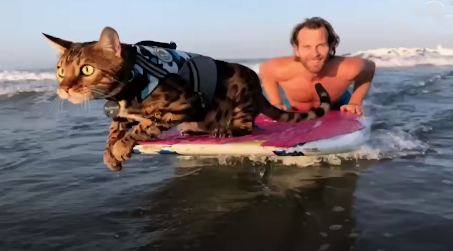Mavi The Surfing Cat - SurfGirl Magazine